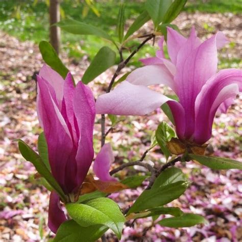Magnolija 'Betty'