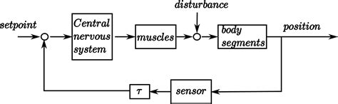 Human Movement Control Intechopen