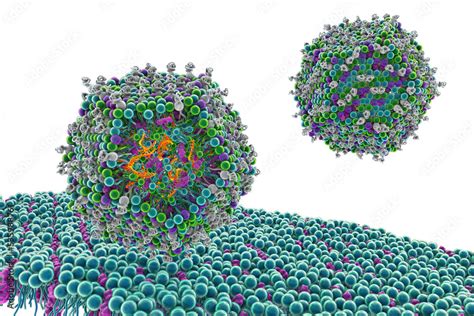 Lipid Nanoparticle Mrna Vaccine Stock Illustration Adobe Stock