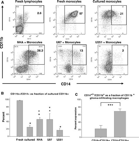 Decreased Cd14 Expression In Gcm And Glioblastoma Infiltrating