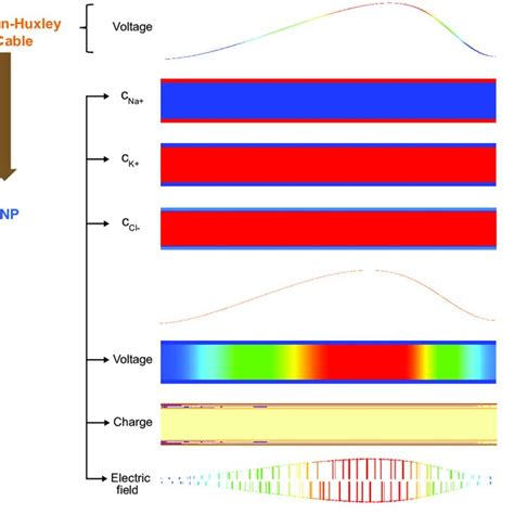 Comparison Of The Cable Theory Based Hodgkin Huxley To The Pnp Model Download Scientific