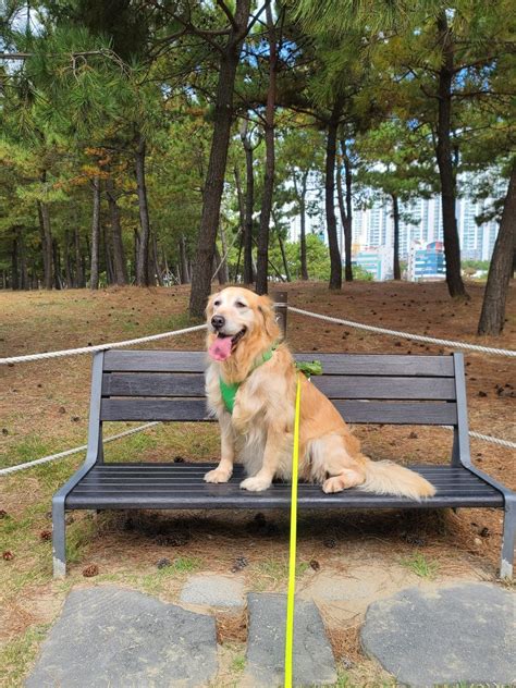 골든리트리버 행운이 소식  Mlbpark