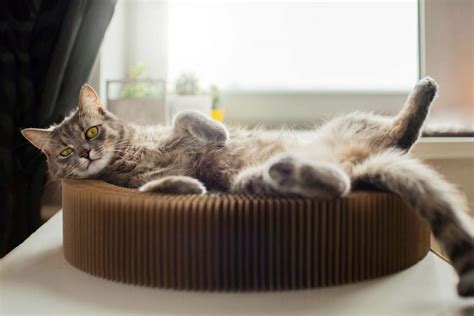 ¿por Qué Se Dice Que Los Gatos Tienen Siete Vidas