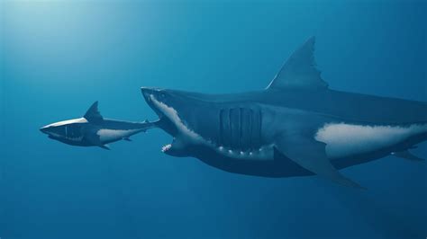 Megalodon BBC Article Fossil News The Fossil Forum