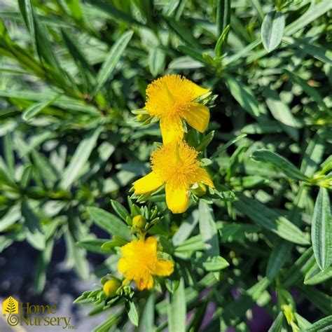 Hypericum Kalmianum Cobalt N Gold™ St Johns Wort From Home Nursery