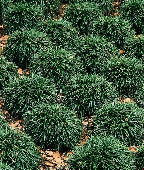 Dwarf Mondo Grass Glover Nursery