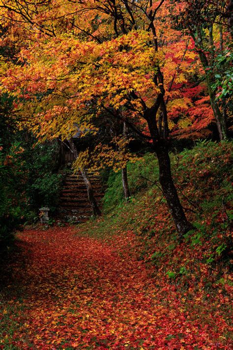 2022紅葉煌めく京都 細道の奥の紅葉寺 花景色－k W C Photoblog