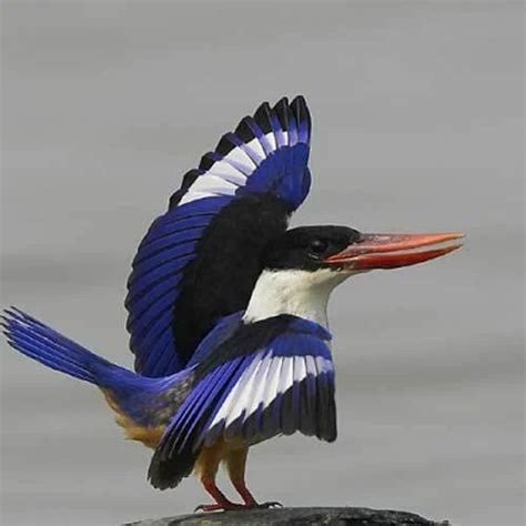 Dr Salim Ali Bird Sanctuary Tour In Jaipur Id 2390292497