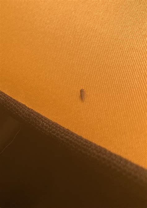 What Is This Tiny Brown Jumpy Bug From Northern Colorado R Whatsthisbug