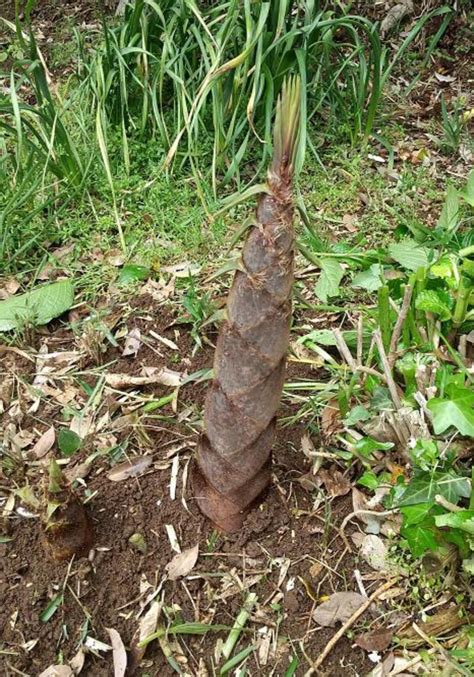 落花生が枯れる原因病気褐斑病茎腐病白絹病と対策方法