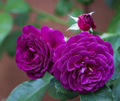 Ebb Tide Plants Rose World