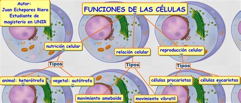 Funciones De Las Células