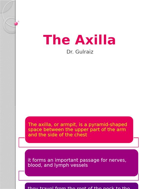 The Axilla Pdf
