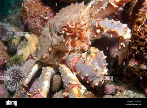 Red King Crab Kamchatka Crab Or Alaskan King Crab Paralithodes