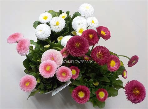 デージーヒナギク雛菊 オザキフラワーパーク