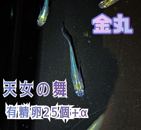 【未使用】【金丸】天女の舞 メダカ上物 有精卵 25個αの落札情報詳細 ヤフオク落札価格検索 オークフリー