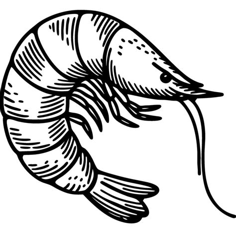 Shrimp Illustration Detailed Black And White Seafood Sketch With