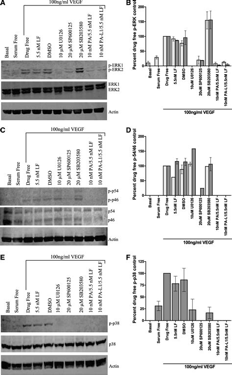 Figure 1 From Matrix Metalloproteinase Activated Anthrax Lethal Toxin Inhibits Endothelial