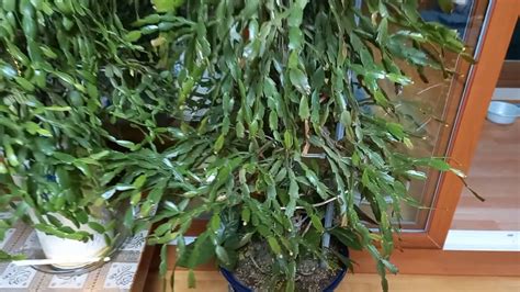 목기린선인장에 접목 20년된 고목게발선인장~어마어마합니다 Youtube