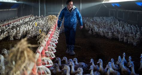 What Fresh Hell Is The New Bird Flu Outbreak