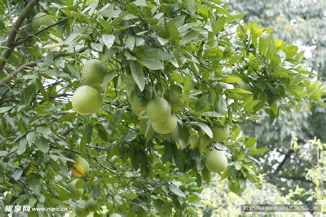 大柚子 摄影图 水果 生物世界 摄影图库 昵图网