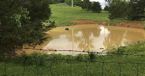 How Now Dead Cow Neighbor Had A Deceased Cow In His Pond Poor Girl