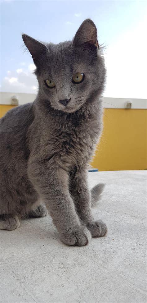 Say Hello To Barney My Big Ass Cat Rozmedia