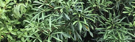 Pseudopanax Dreamtime Gardening Solutionz