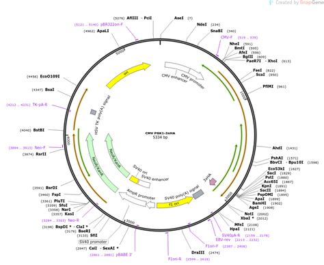 Addgene Cmv Pgk1 3xha