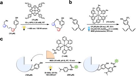 Photoredox Tyr Modification A Cross Linking Reaction By The Generation