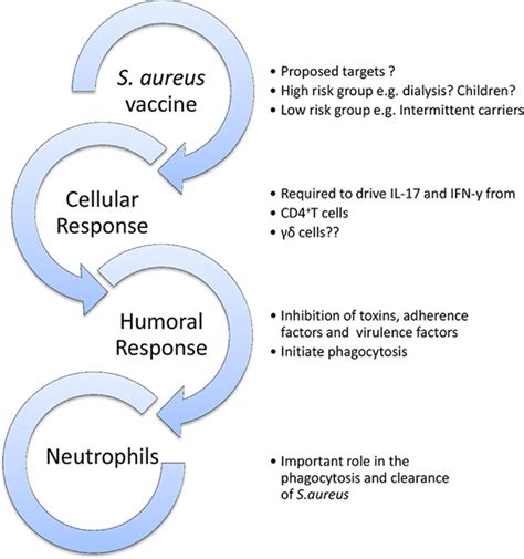 Frontiers Staphylococcus Aureus Colonization Modulation Of Host