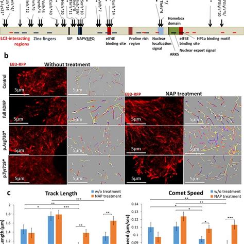Adnp Mutations Destabilize Taumt Interactions Nap Protects A