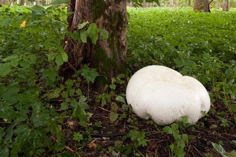 Giant Puffball Mushrooms — Pike County — Master Gardener