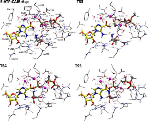 Optimized Structures Of The Enzyme−substrate Complex E Atp Cair Asp And
