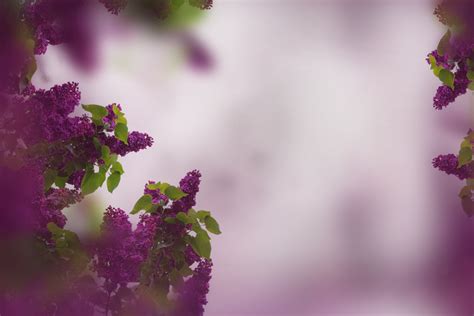 Lilac Branches 3 By Mariagia000 On Deviantart