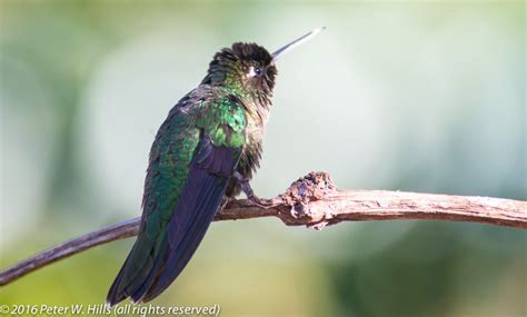 Hummingbird Stripe Tailed Eupherusa Eximia Endemic Male Costa Rica