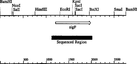 Pdf A Stationary Phase Stress Response Sigma Factor From