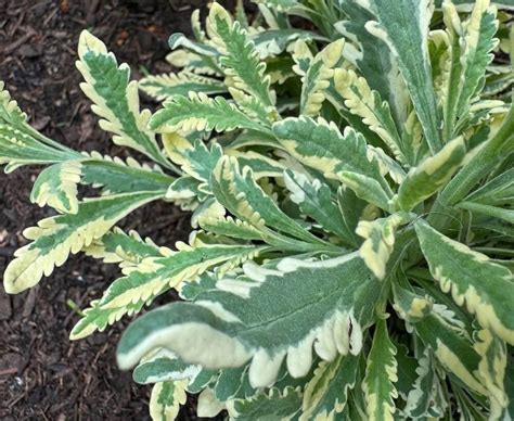 Lavandula X Allardii ‘meerlo Meerlo Lavender — Northwest Blooms
