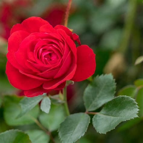 Canadian Shield Rosa L Plantsome