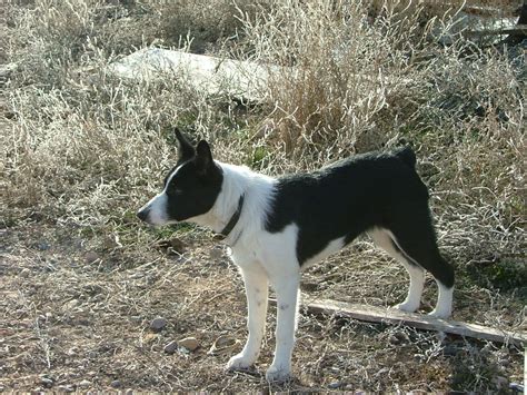 Do Border Collies Have Tails Uncover The Fascinating Facts Border Collie Hub