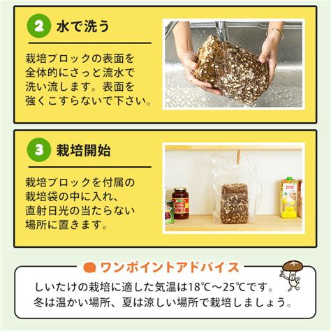楽天市場しいたけ栽培キット もりのしいたけ農園 椎茸 しいたけ シイタケ 家庭菜園 自由研究 観察 初心者向け 室内 きのこ栽培 栽培
