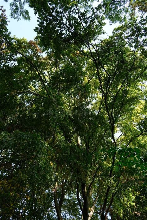 Large Bushy Trees With Fully Matured Leaves During Summer In Trent Park