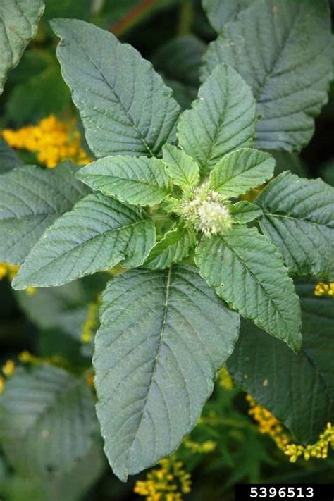 Redroot Pigweed Got Pests Board Of Pesticides Control Maine Dacf