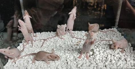 Rat rodents for sale | Pets4Homes