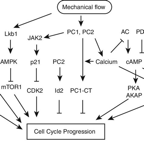 Ciliary Signaling Pathways Implicated In Control Of Cell Proliferation