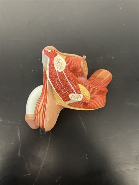 Male Reproductive Organs 2 Diagram Quizlet