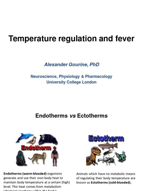 7 Thermoregulation Pdf Heat Transfer Thermoregulation