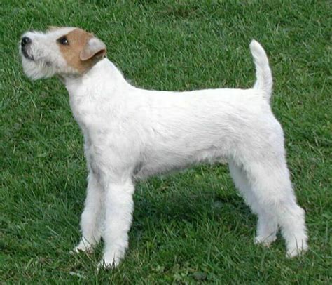 Parson Jack Russell Terrier