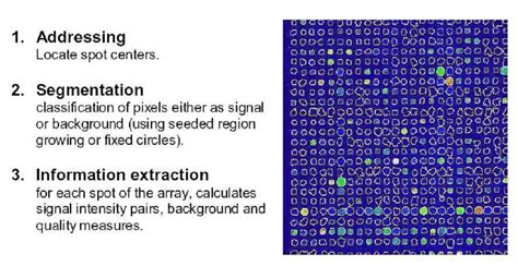 16 The Steps Of Image Analysis 1 Spot Localization Gridding Or Download Scientific Diagram