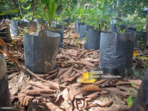 검은색 플라스틱 냄비 방법 또는 Dypsis Paludosa를 사용하여 재배된 아레카 야자는 Arecaceae 계통의 꽃 피는